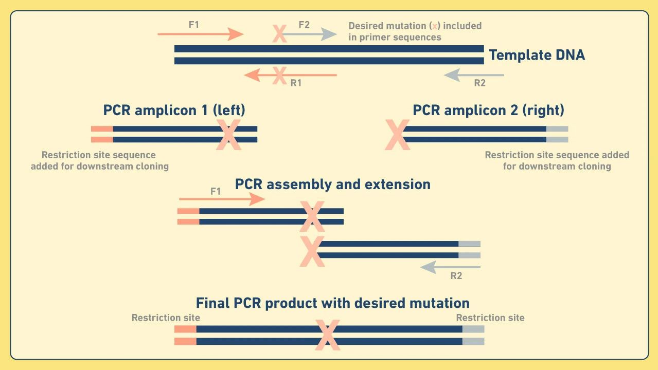 【干货分享】PCR类型及其应用的特定目的 - 2022BTE广州国际生物技术大会