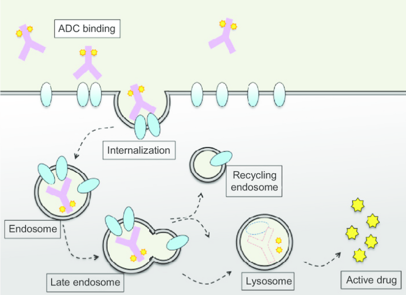 不容忽视! 慎选与优化抗体是ADC成功的重要一环 - 2022BTE广州国际生物技术大会